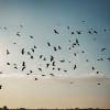 63 Birds Trivia Questions - Are You Bird-Brained or a Feathered Genius?