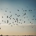 63 Birds Trivia Questions - Are You Bird-Brained or a Feathered Genius?
